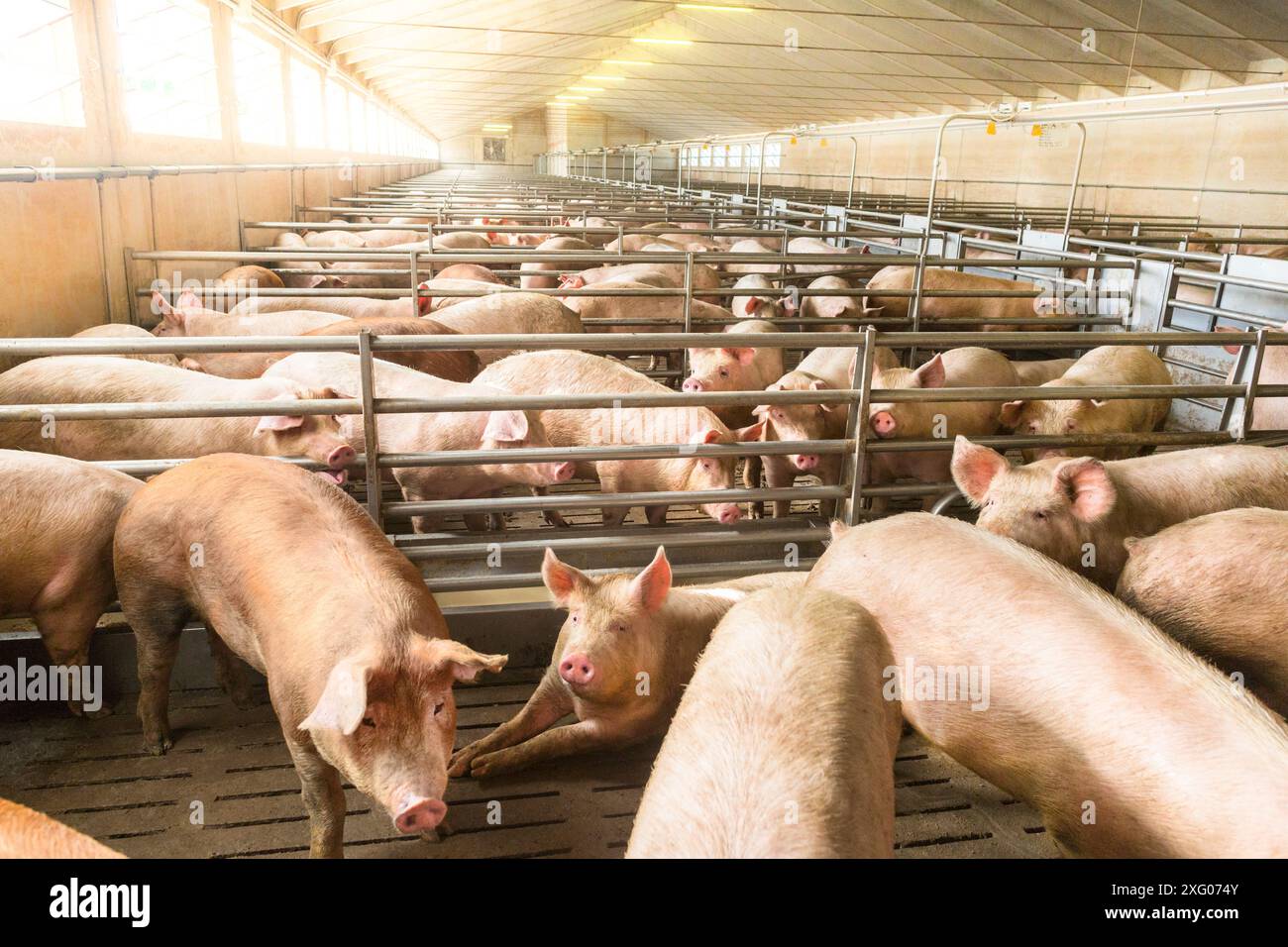 Pigs fattened on a factory farm Stock Photo - Alamy