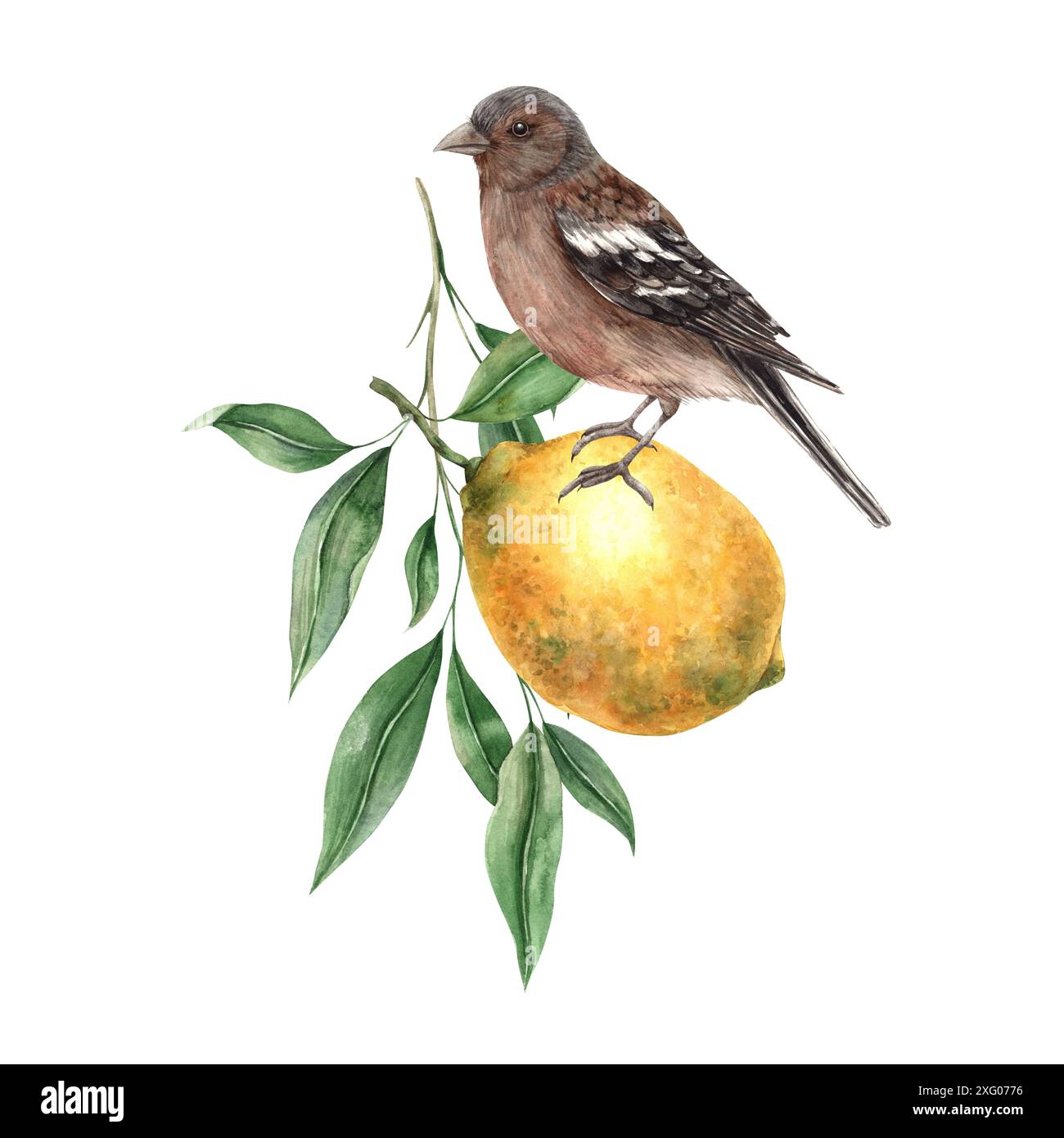 Yellow lemon with green leaves and brown realistic bird. Isolated ...