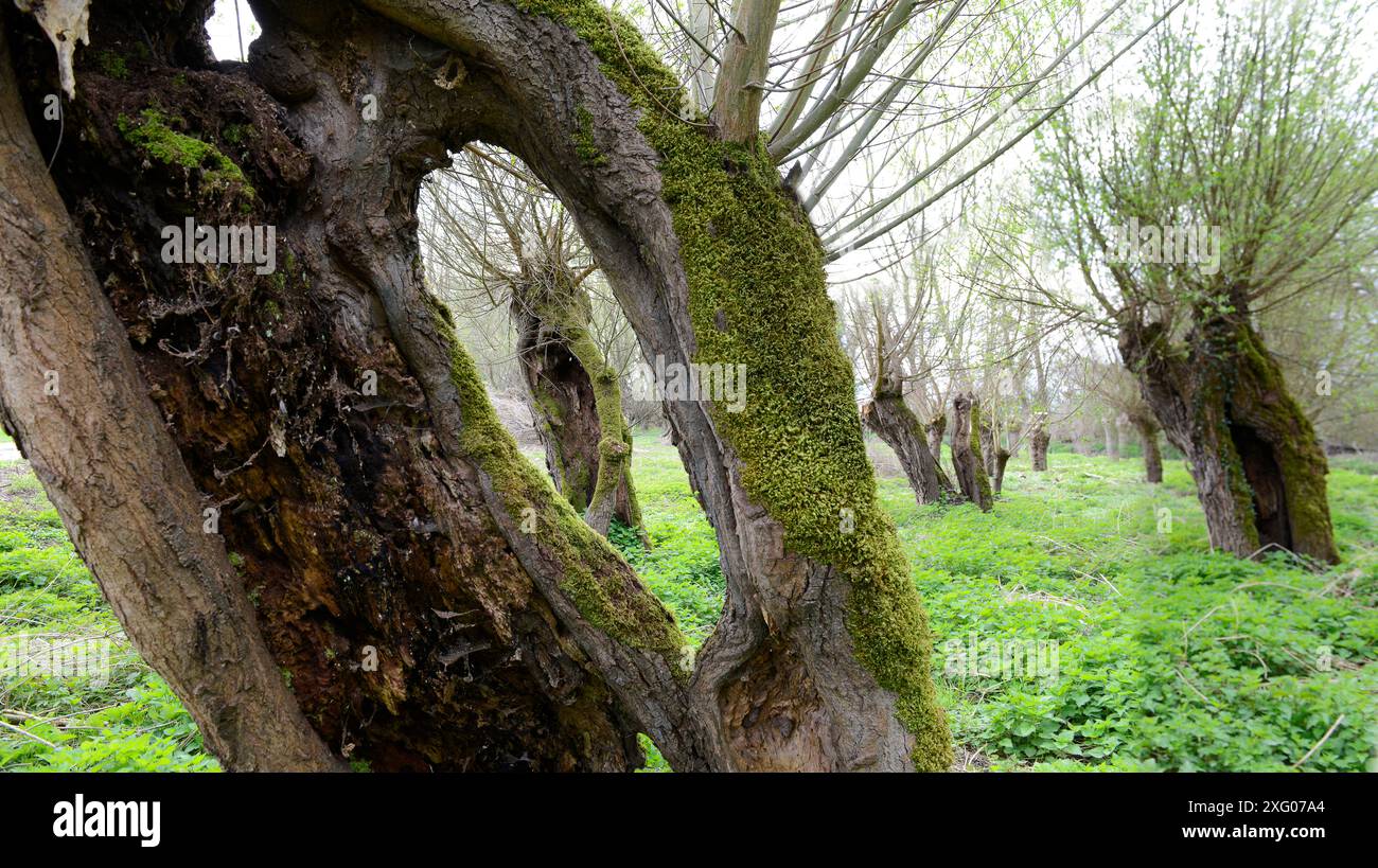 Old pollarded willows (Salix alba) in spring, Offendor nature reserve ...