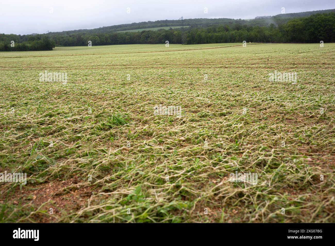 Field of peas destroyed by hail, the damage is one hundred percent ...