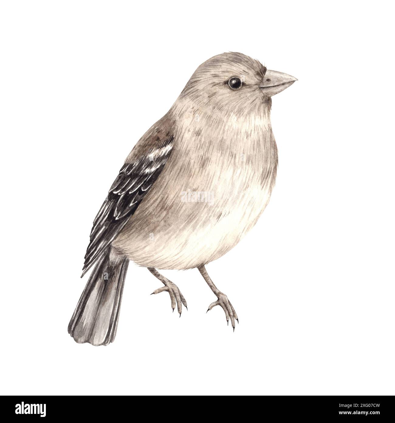 Realistic gray bird - finch. Isolated watercolor illustration in ...