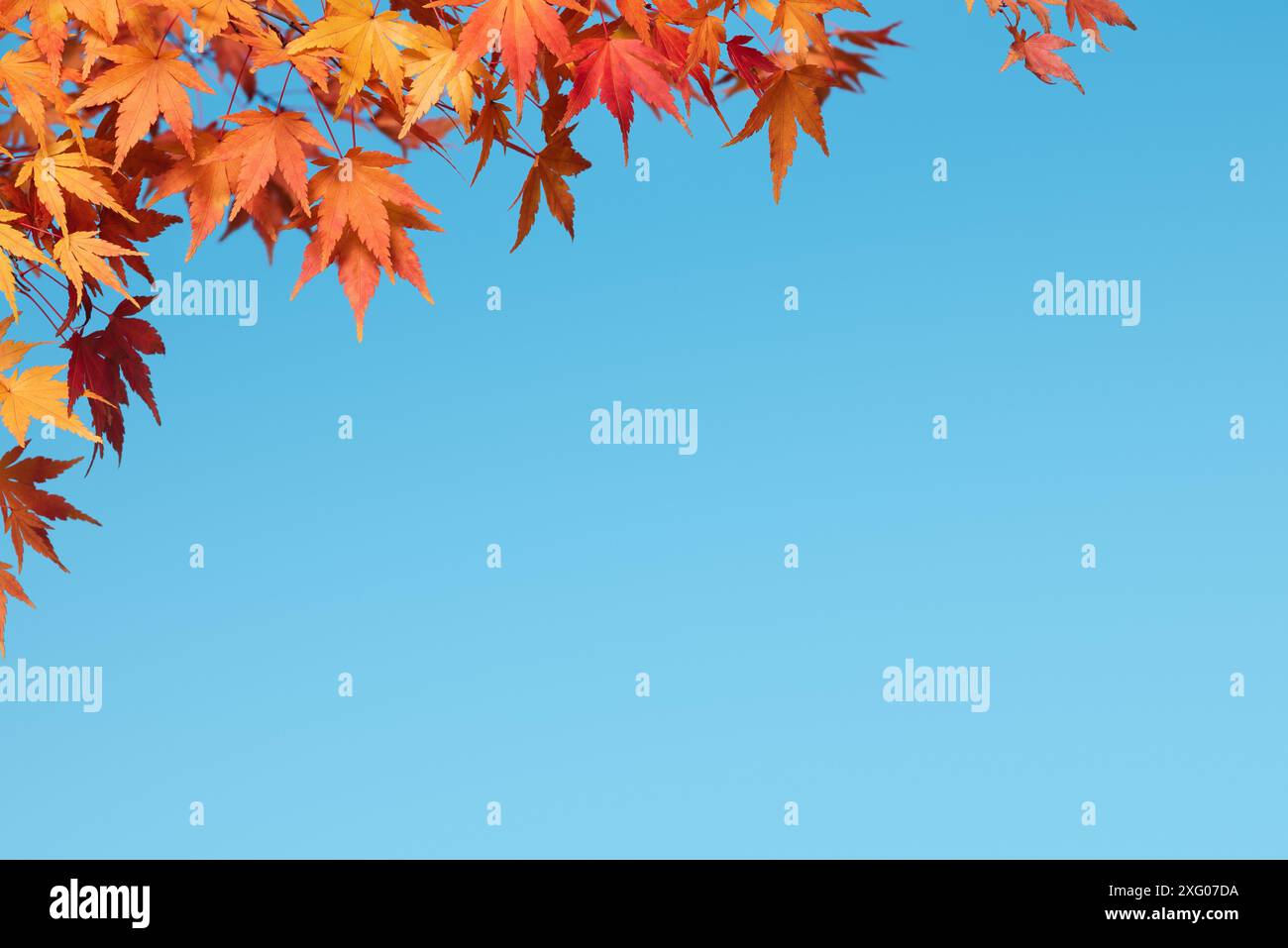 Fall Maple Branches with Leaves on Blue Sky Background With Copy Space ...