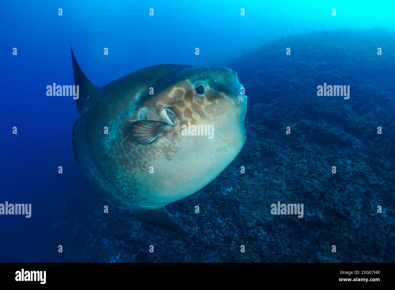 Sunfish (Mola mola), Manta Point diving site. The Wall. Nusa Penida ...