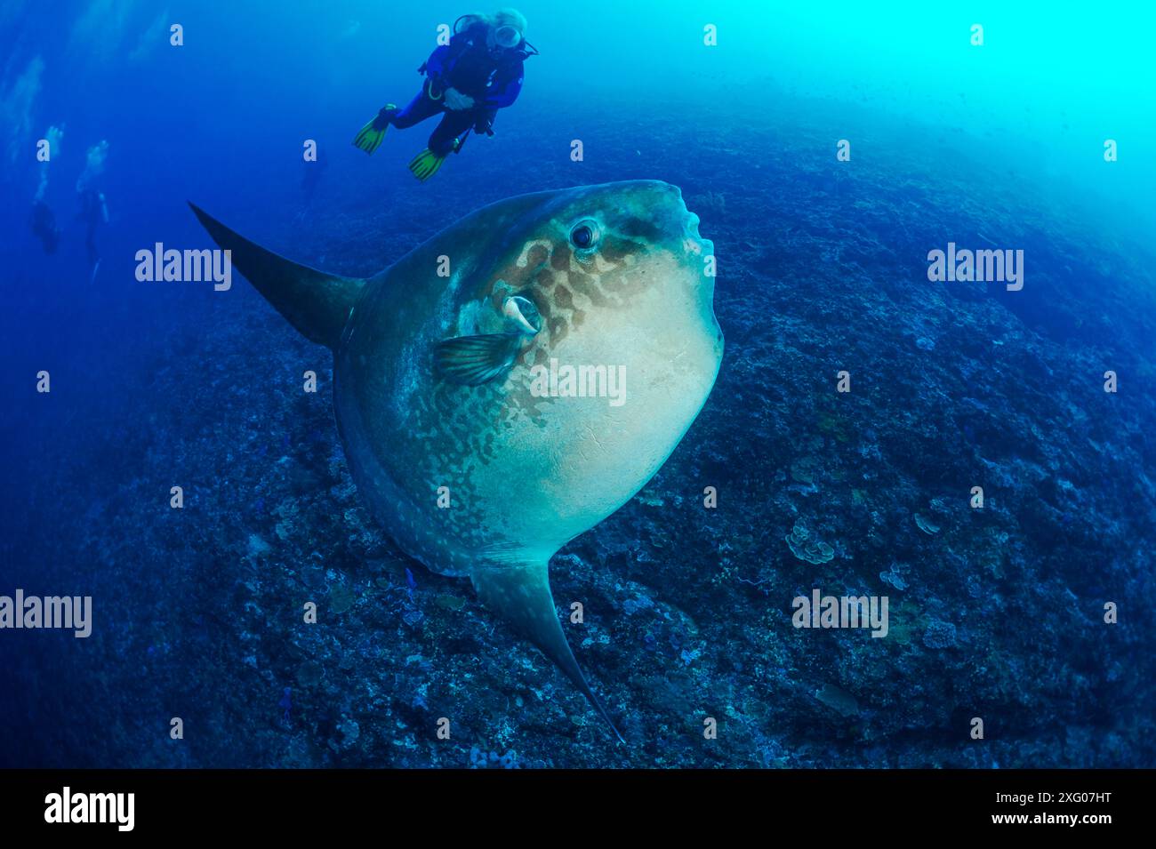 Sunfish (Mola mola) with diver, Manta Point diving site. The Wall. Nusa ...
