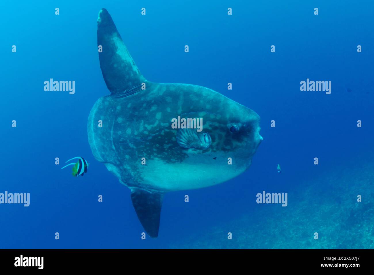 Sunfish (Mola mola), Nusa Penida, The Wall and Manta Point, Bali ...