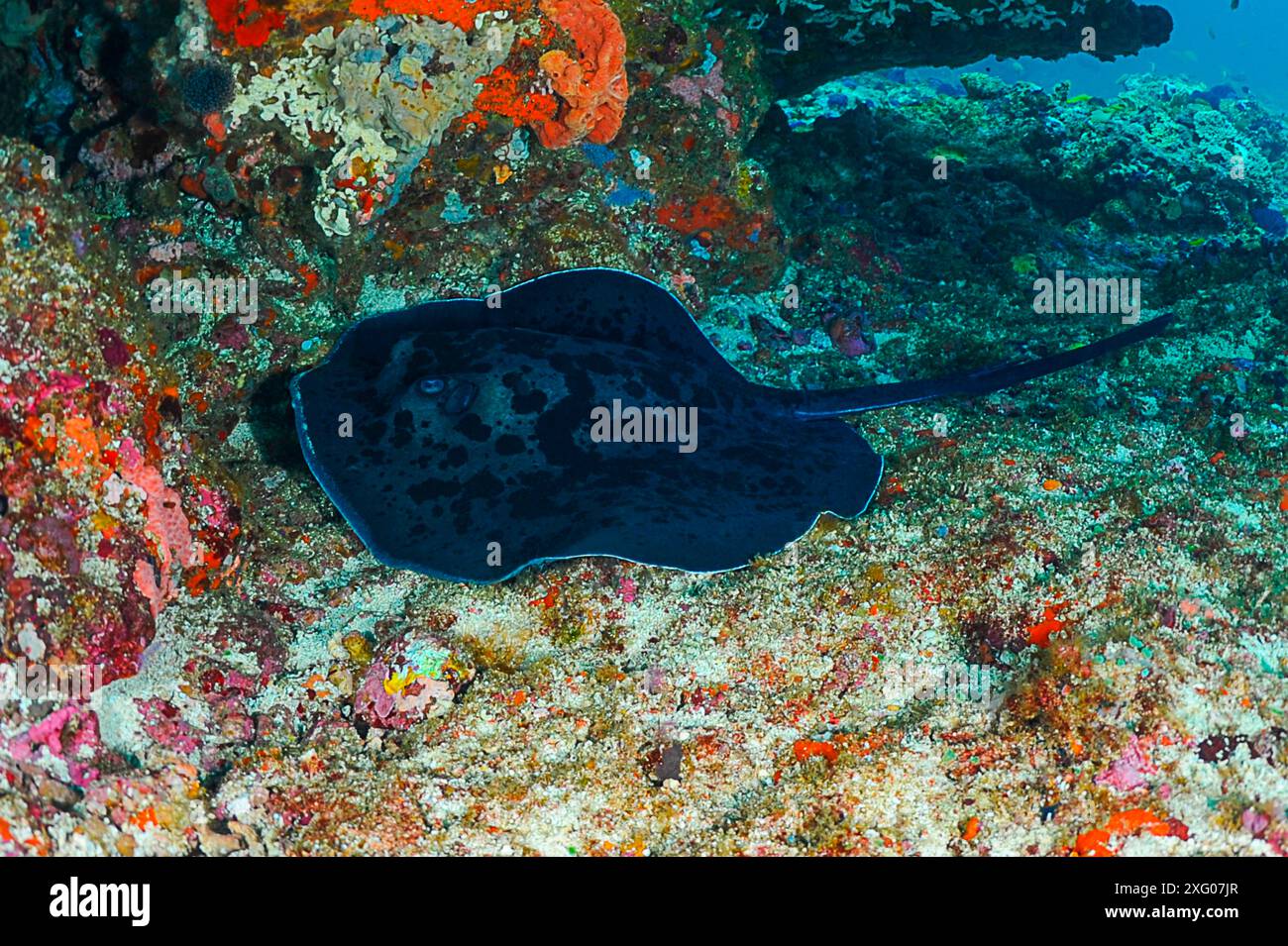 Marbled stingray (Taeniura meyeni), Nusa Penida, Batu Lumbung, Bali ...