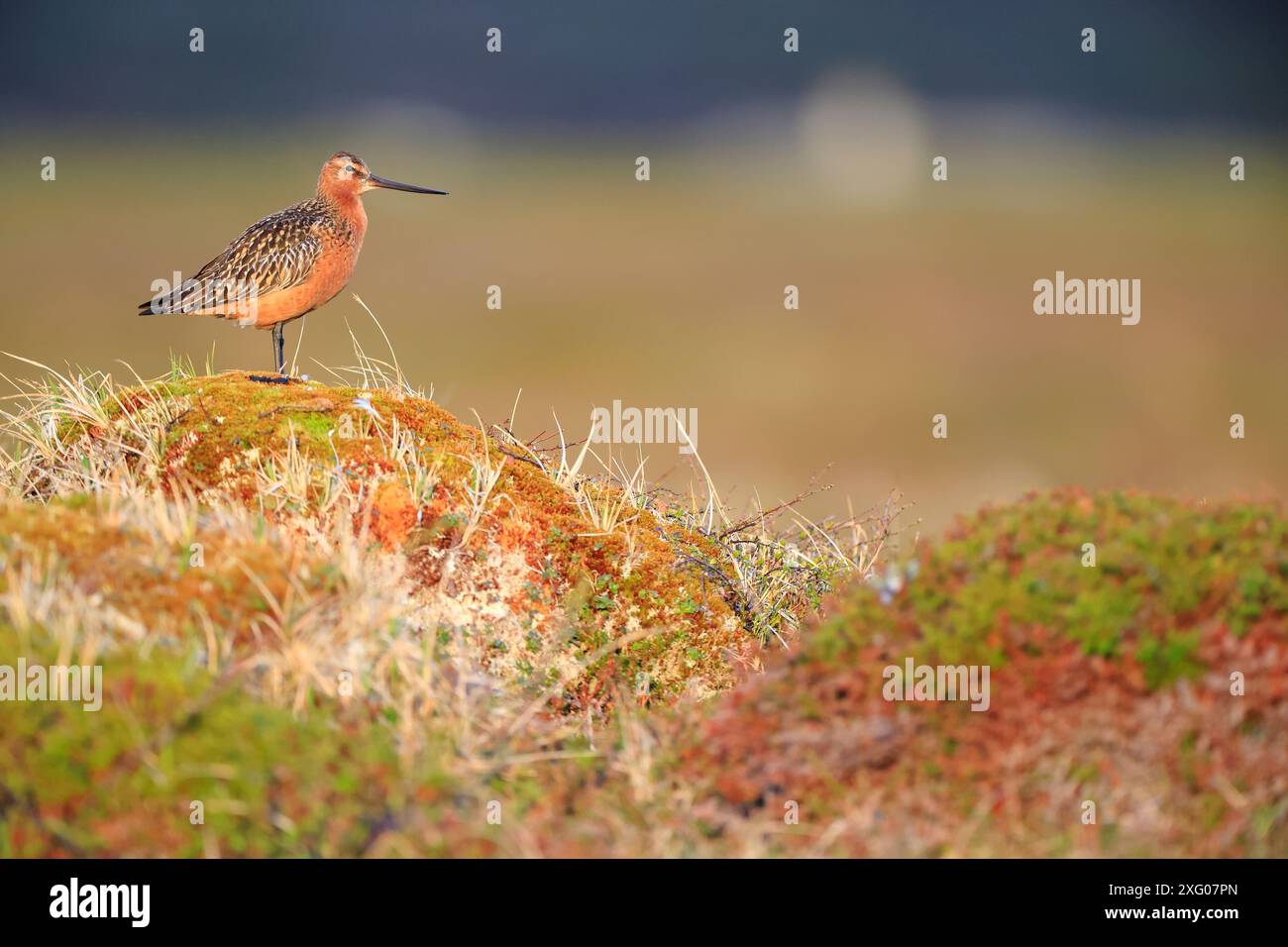 Bar-tailed godwit (Limosa lapponica) adult in breeding plumage on the ...