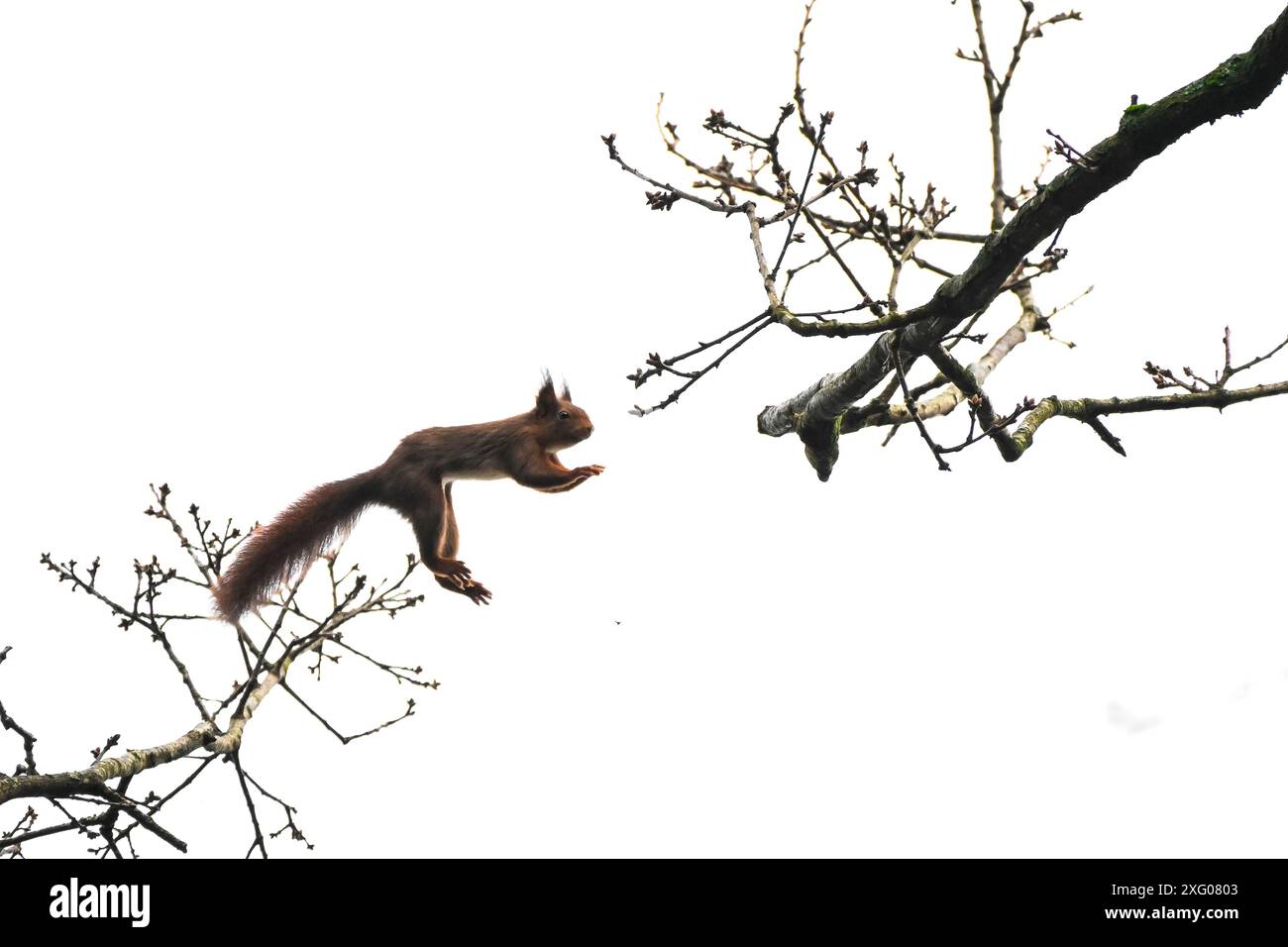 Eurasian red squirrel (Sciurus vulgaris) jumping on a branch, Parc ...