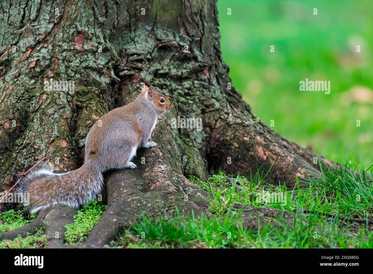 Grey squirrel (Sciurus carolinensis) at the foot of a tree, Regent Park ...