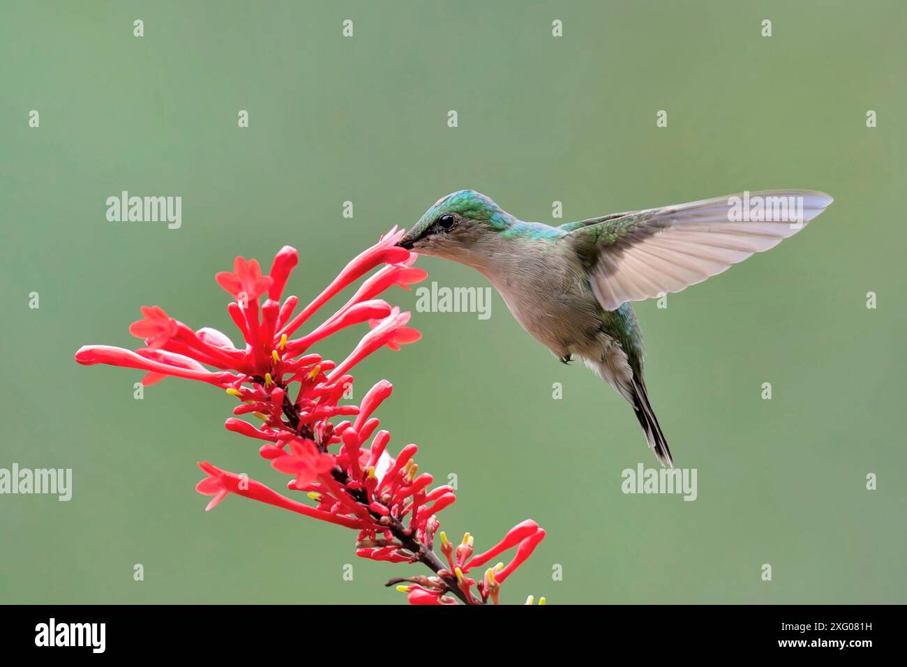 Antillean Crested Hummingbird (Orthorhyncus cristatus) feeding in ...