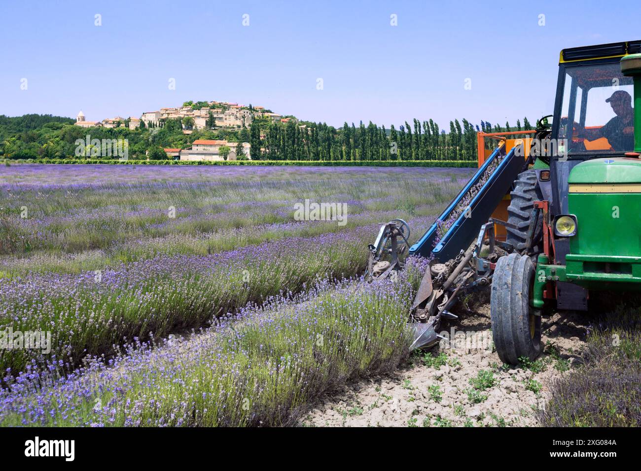 Harvesting lavender or lavandin in Provence, the lavender-blue flowers ...