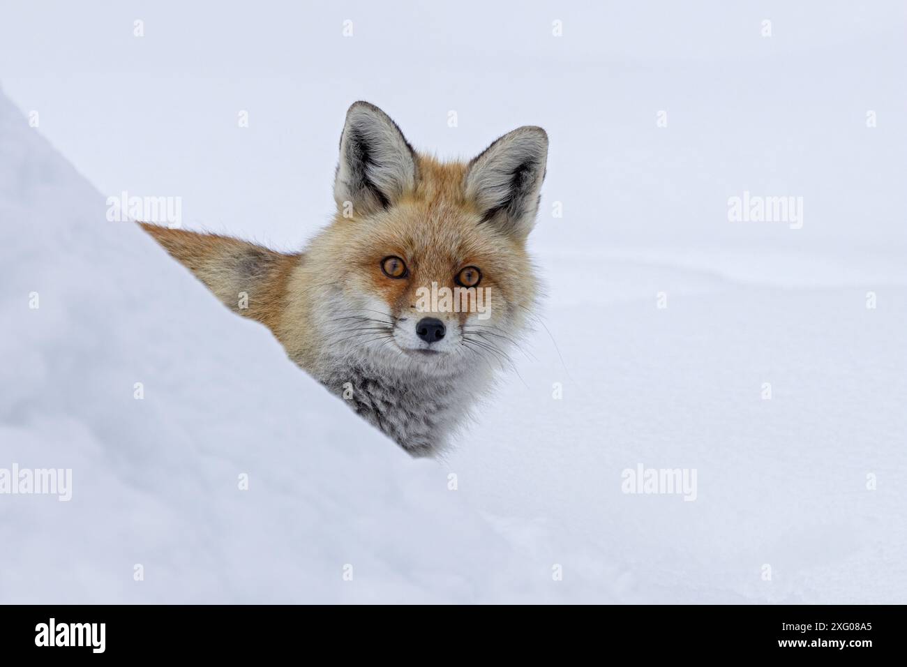 Red fox (Vulpes vulpes) in winter in the snow, Alps, Italy Stock Photo ...