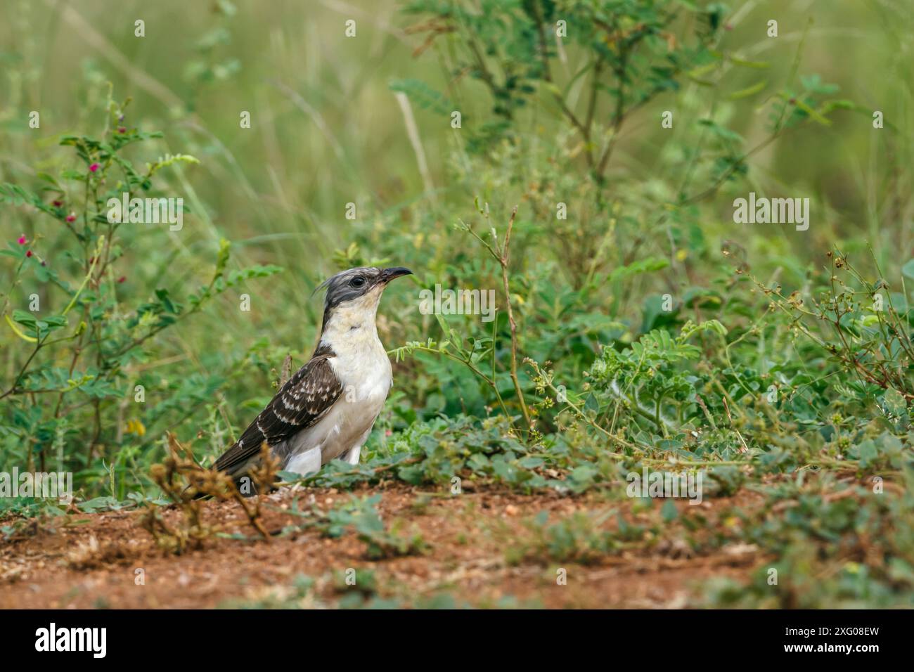 Great Spotted Cuckoo (Clamator glandarius) standing ground level in ...