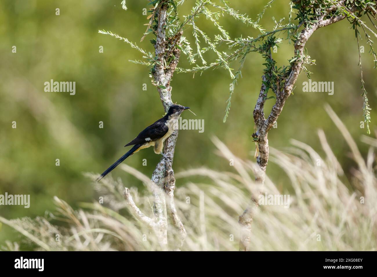 Pied Cuckoo (Clamator jacobinus) standing side view on a branch in ...