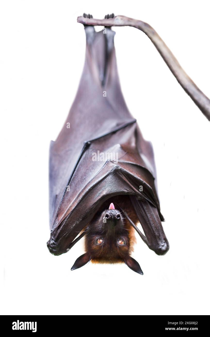 Fruit bat, frugivorous chiropteran, hanging upside down from a tree ...