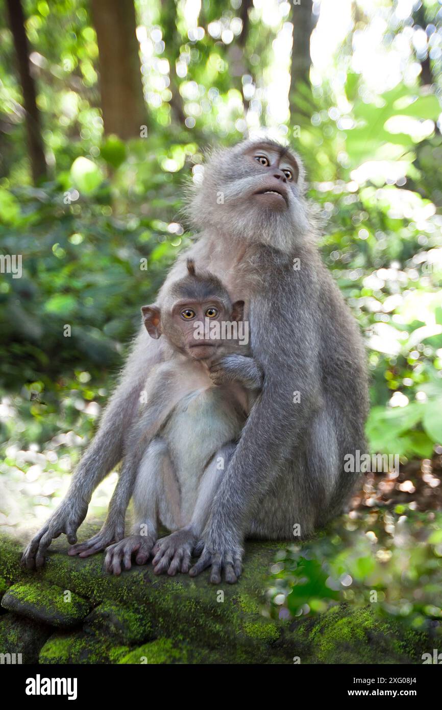 Long-tailed macaque (Macaca fascicularis), female with young ...