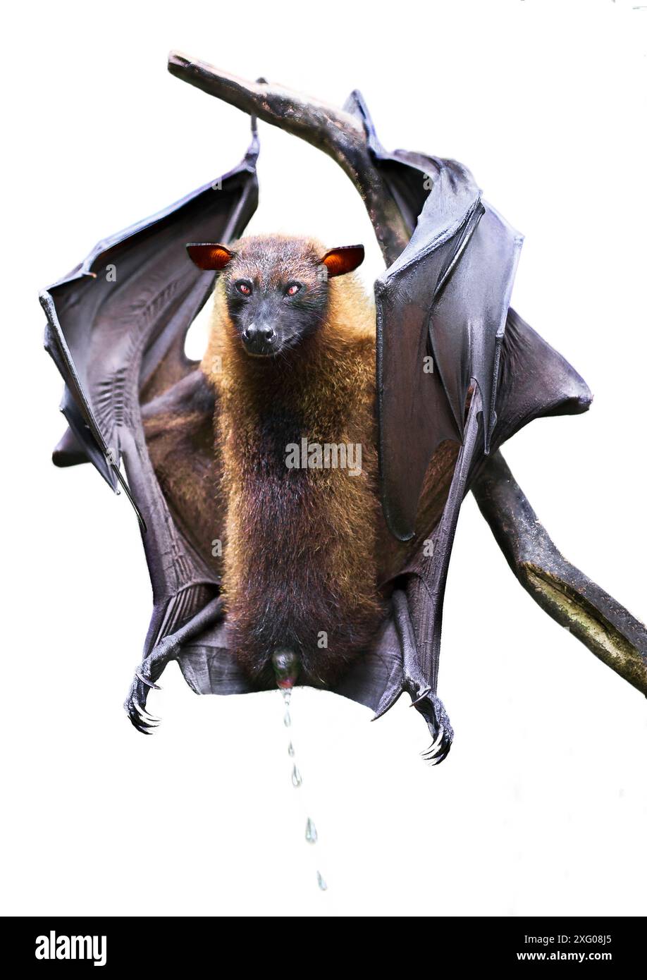 Urinating fruit bat, frugivorous chiropteran, hanging upside down from ...