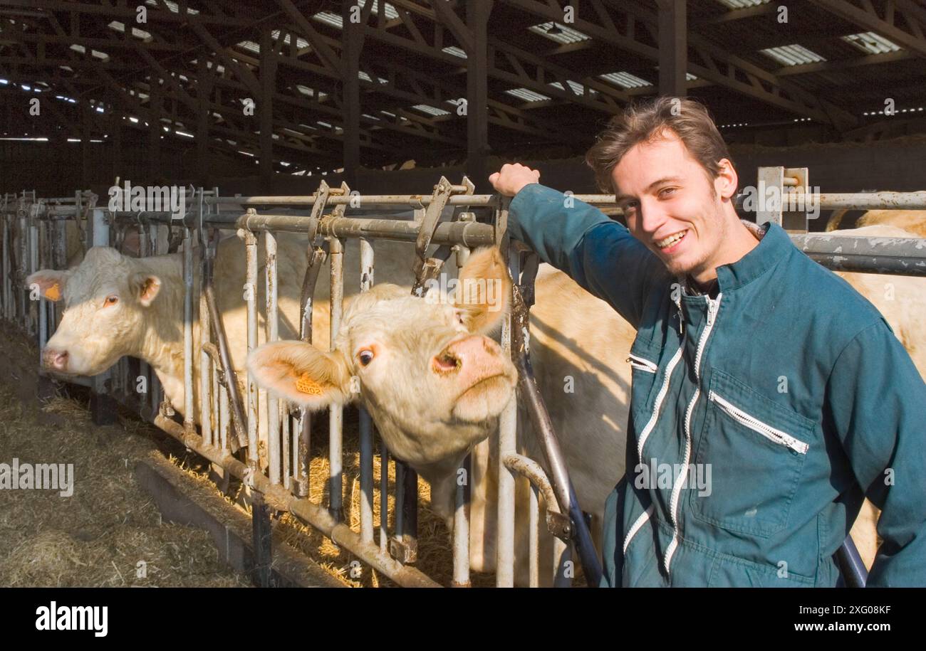Young farmer in front of his herd of stalled Charolais cows, France ...