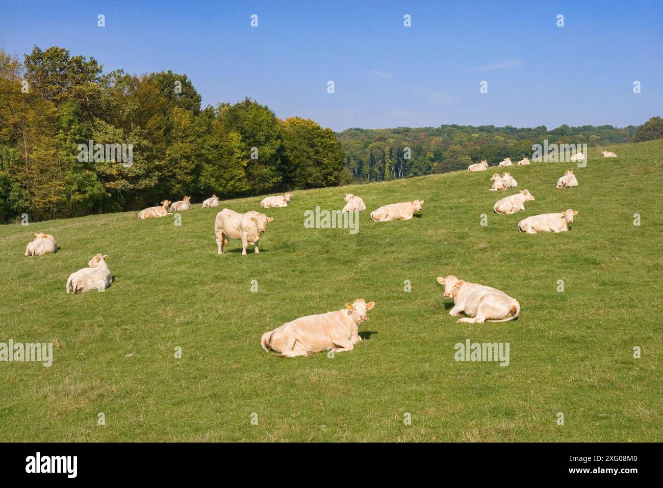 Herd of Charolais cows lying peacefully on the grass at the edge of a ...