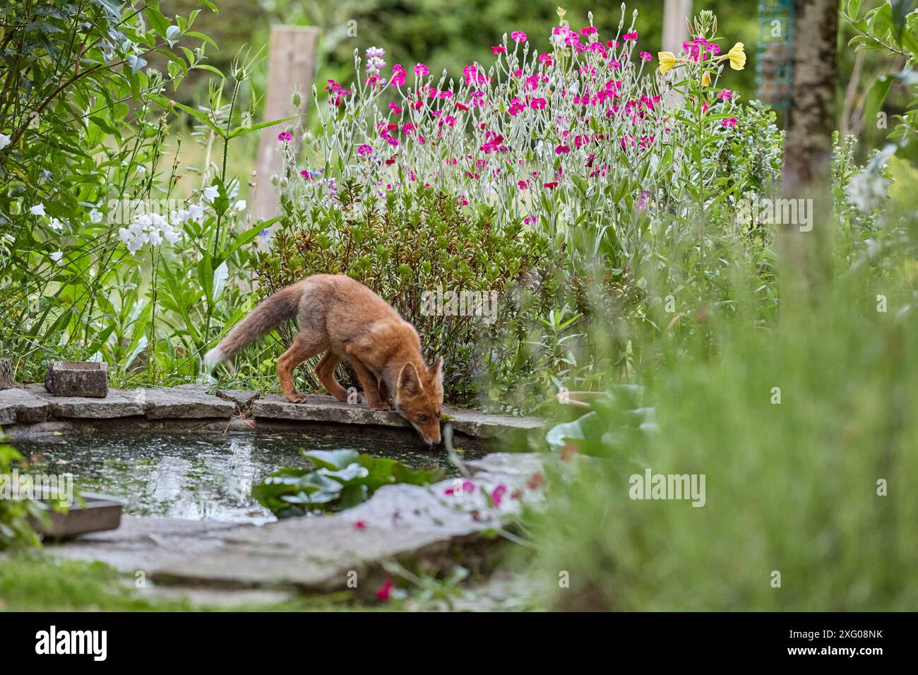 Red fox (Vulpes vulpes) drinking from a garden pond Stock Photo - Alamy
