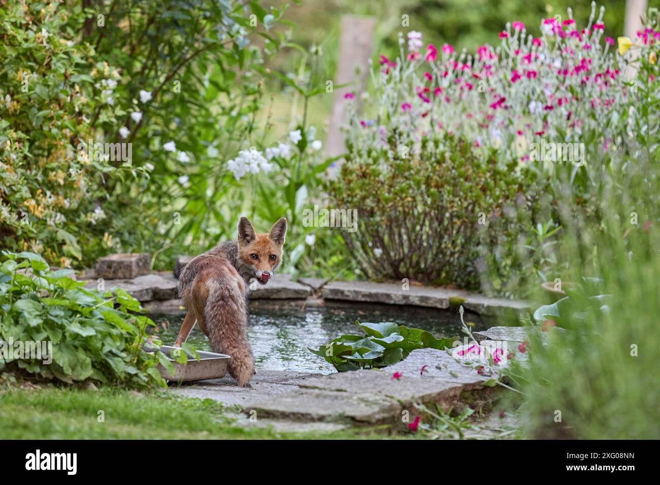 Red fox (Vulpes vulpes) drinking from a garden pond Stock Photo - Alamy