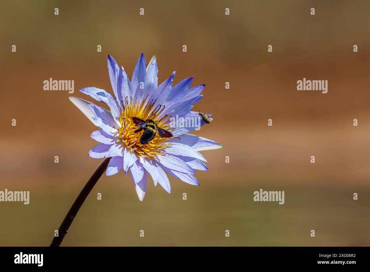Water lily flower with flying bug in Kruger National park, South Africa ...