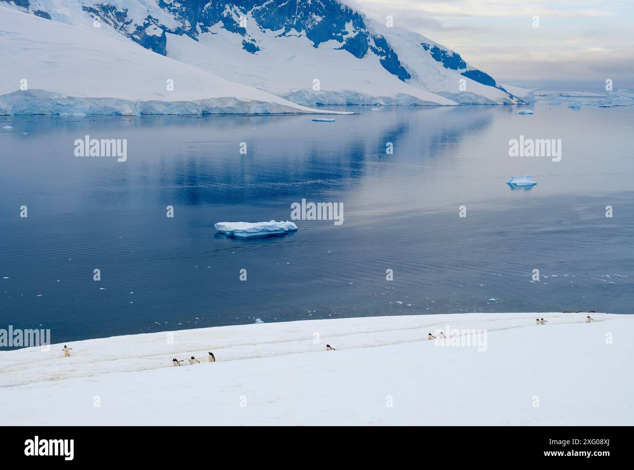 Typical paths of Penguins walking to colony. Gentoo Penguin (Pygoscelis ...