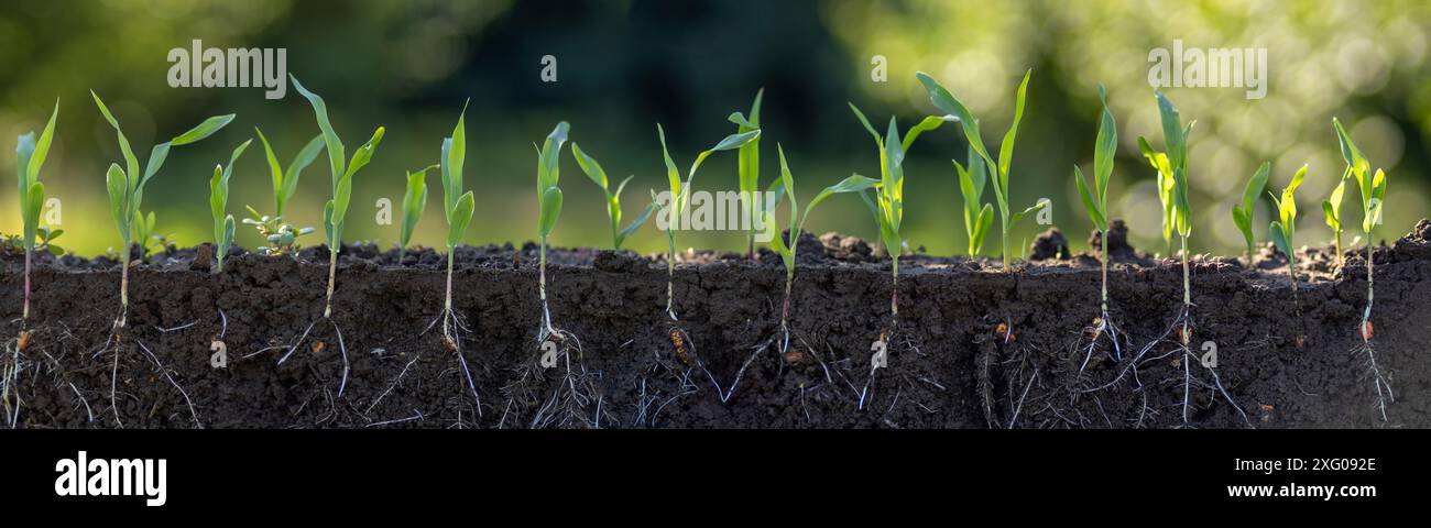 Fresh green corn plants with roots Stock Photo - Alamy