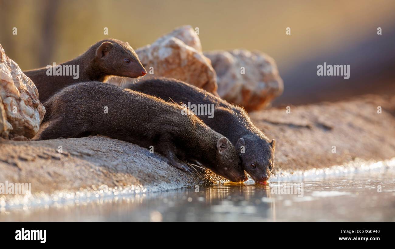 Three Slender mongooses (Galerella sanguinea) drinking in waterhole in ...