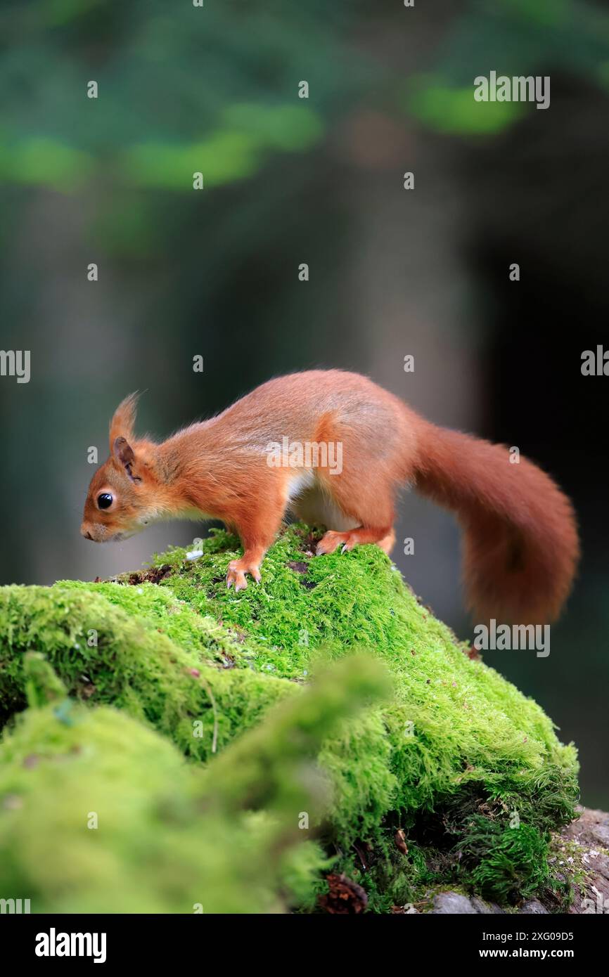 Red squirrel (Sciurus vulgaris) on an old stump, France Stock Photo - Alamy