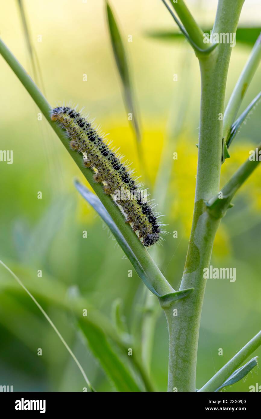 Large White (Pieris brassicae) caterpillar on Woad (Isatis tinctoria ...