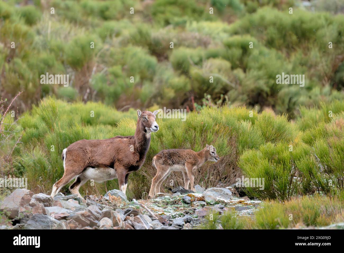 European mouflon (Ovis orientalis musimon) with young, France Stock ...