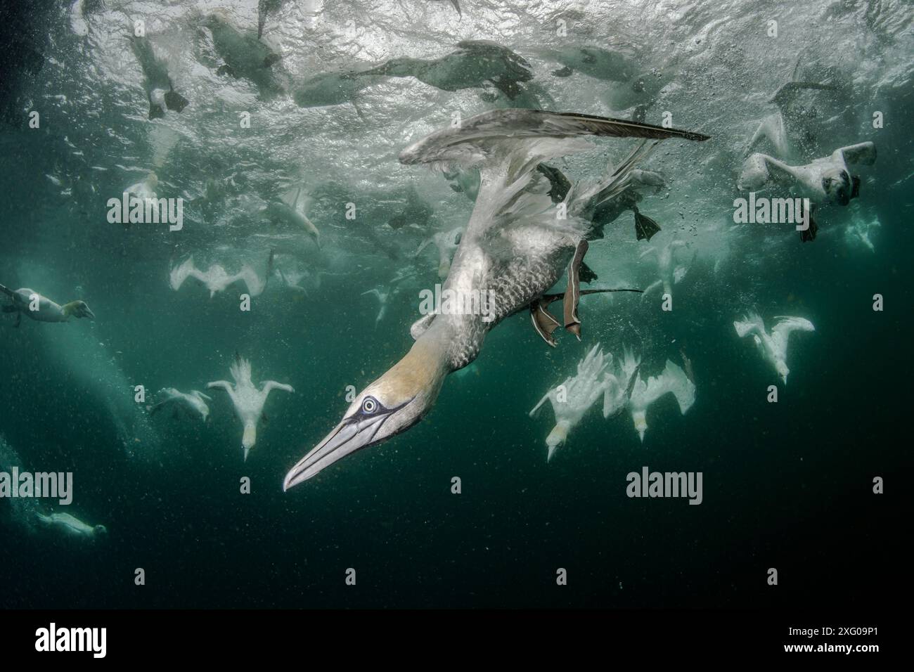 Northern gannet (Morus bassanus) diving underwater to feed on discarded ...
