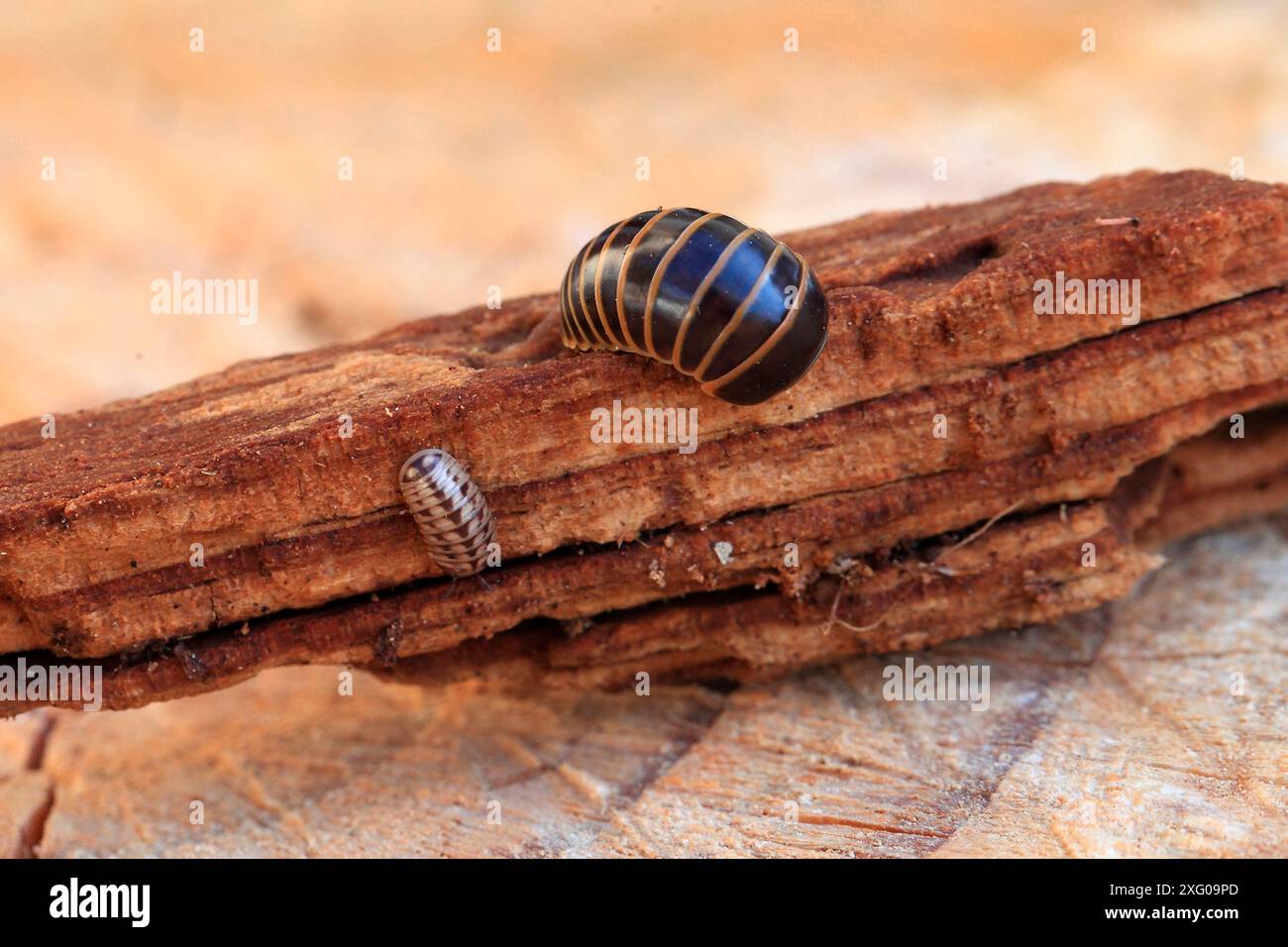 Pill Millipedes (Glomeris marginata) on a tree trunk Stock Photo - Alamy