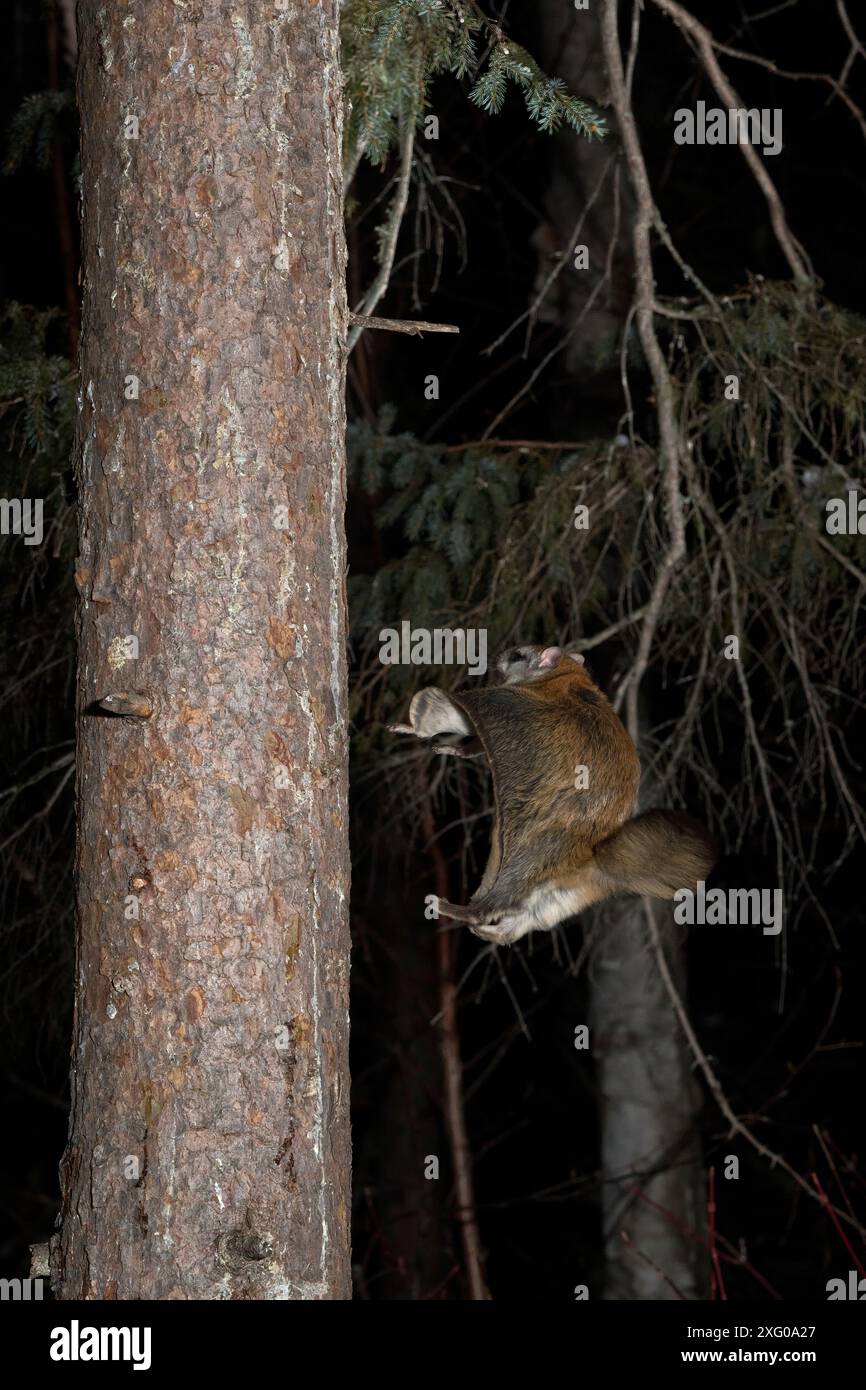 Northern flying squirrel (Glaucomys sabrinus) landing on a trunk ...