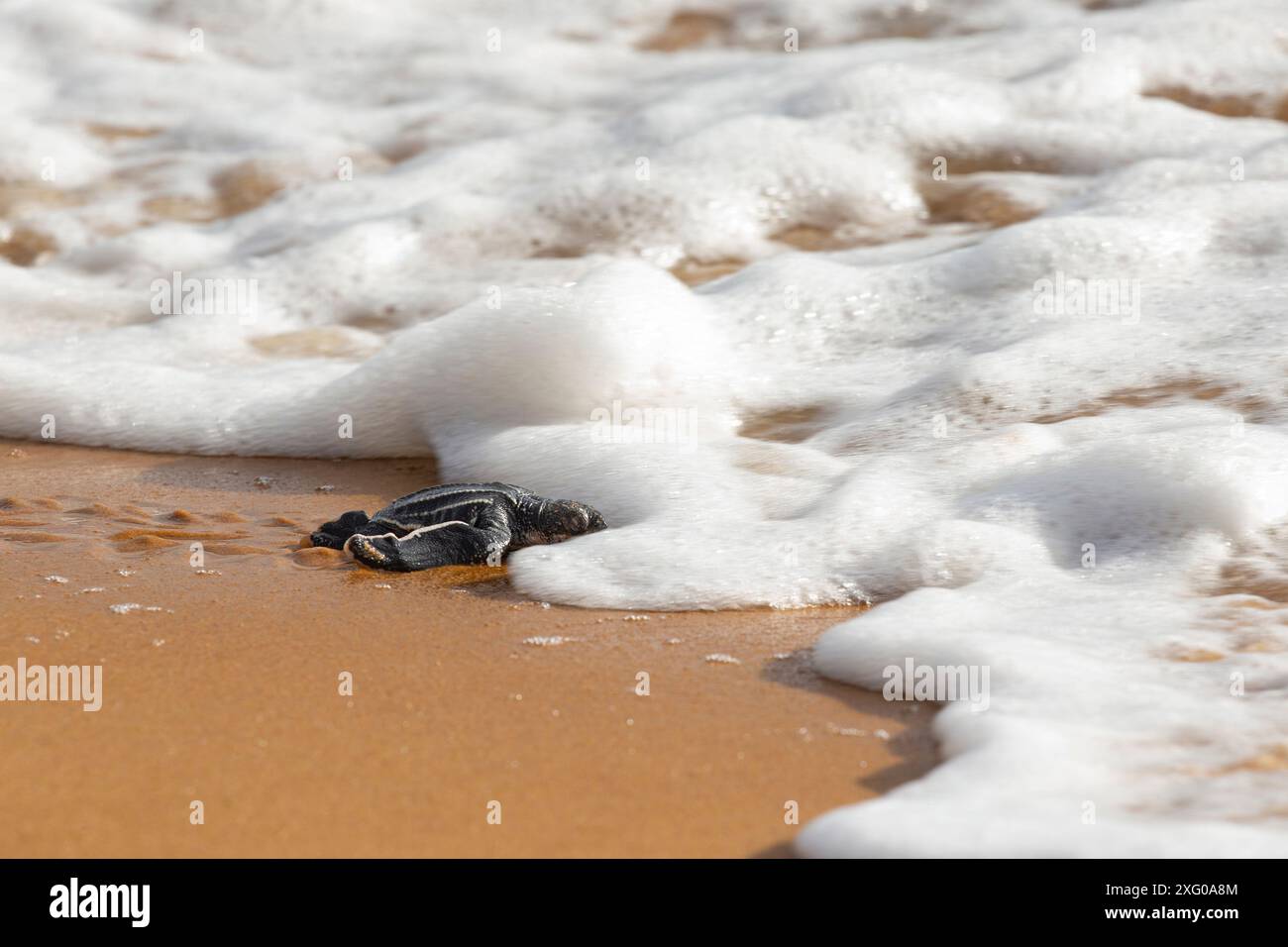 Emergence of a young leatherback turtle (Dermochelys coriacea), Remire ...
