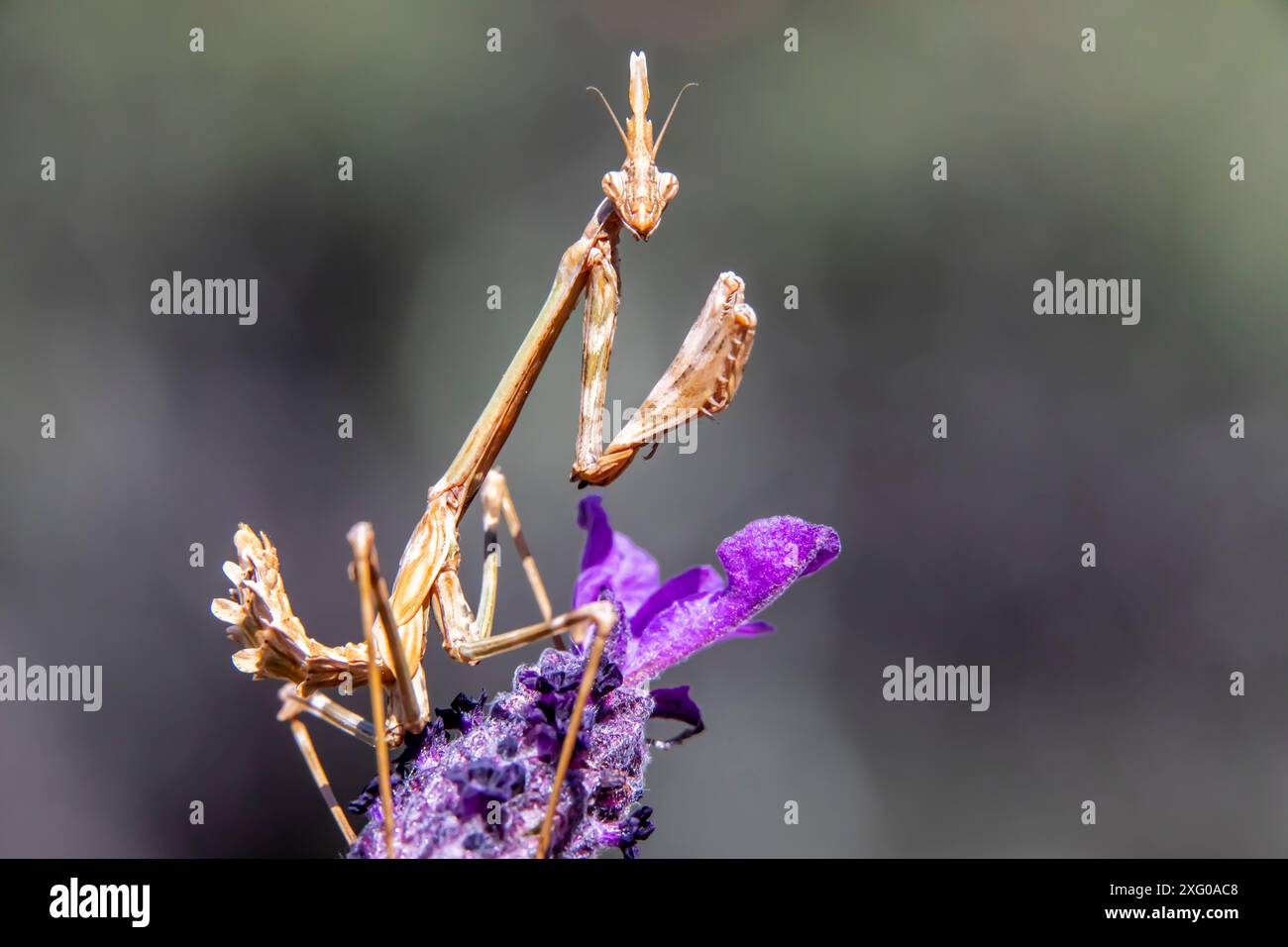 Conehead Mantis (Empusa pennata), young in the larval stage resting on ...