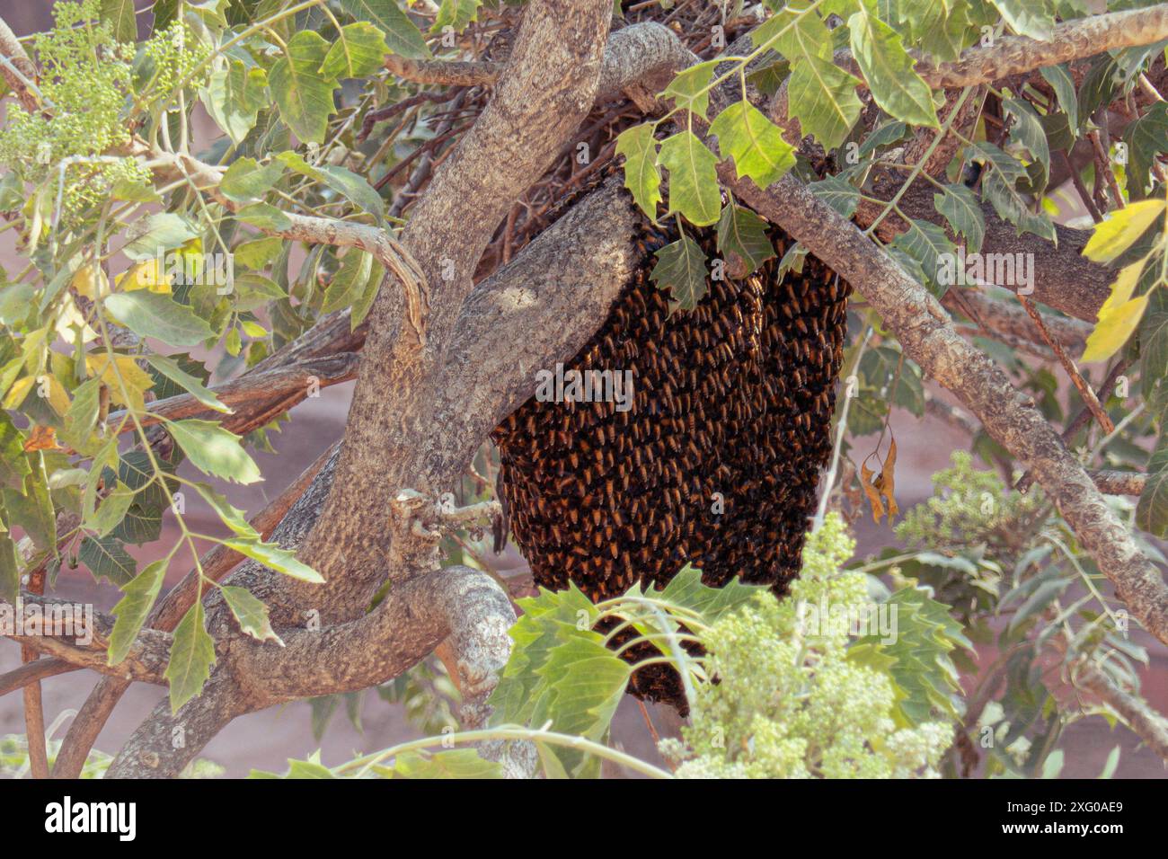Beehive on forest tree hi-res stock photography and images - Alamy
