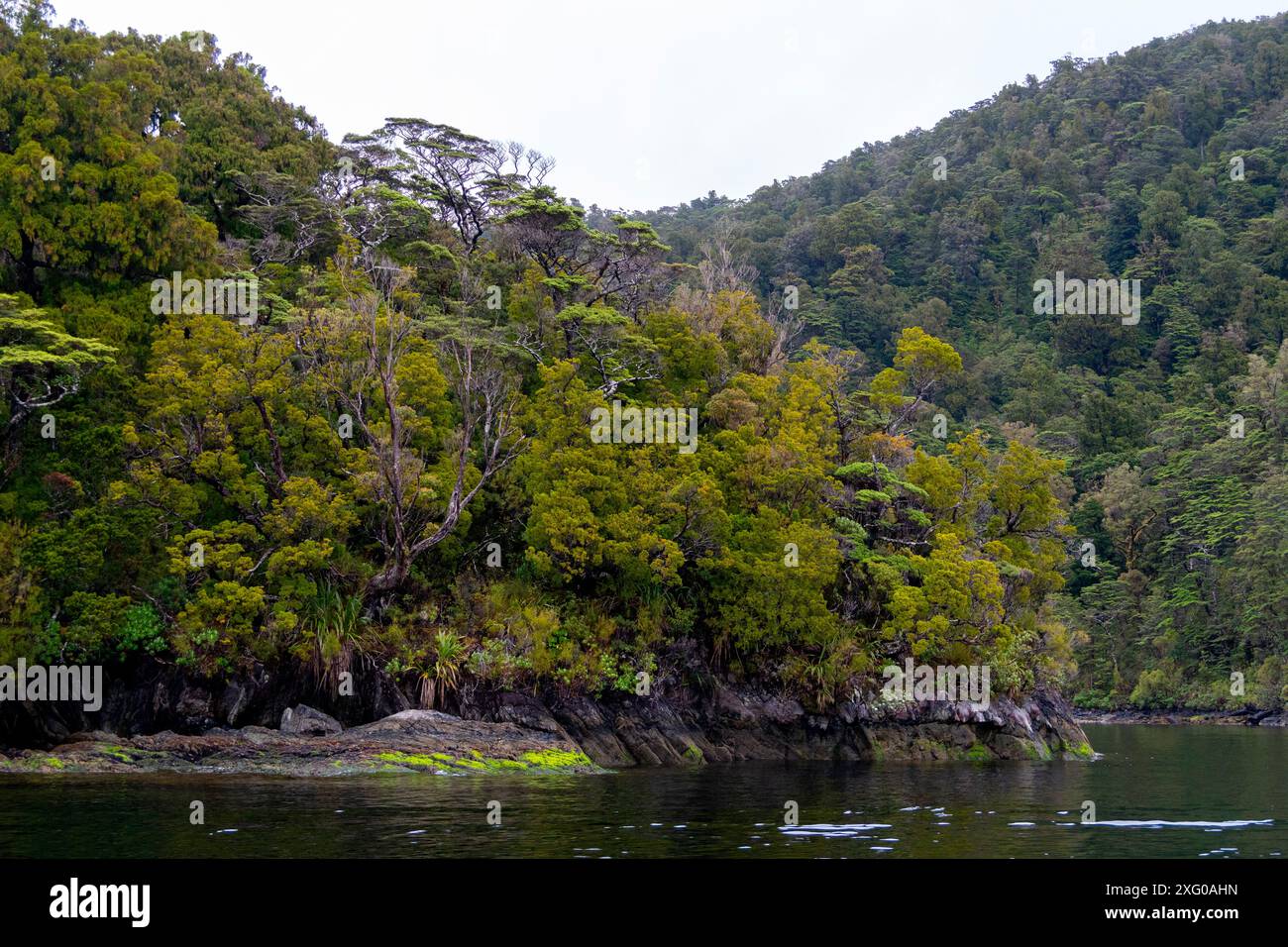 Temperate rainforest landscape of Dusky Sound in Fiorland National Park ...