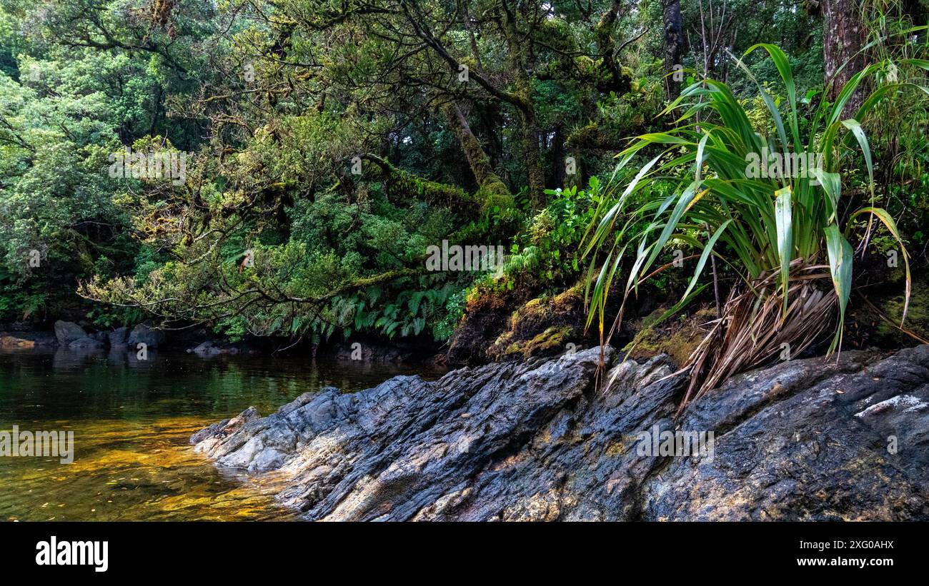 Temperate rainforest landscape of Dusky Sound in Fiorland National Park ...