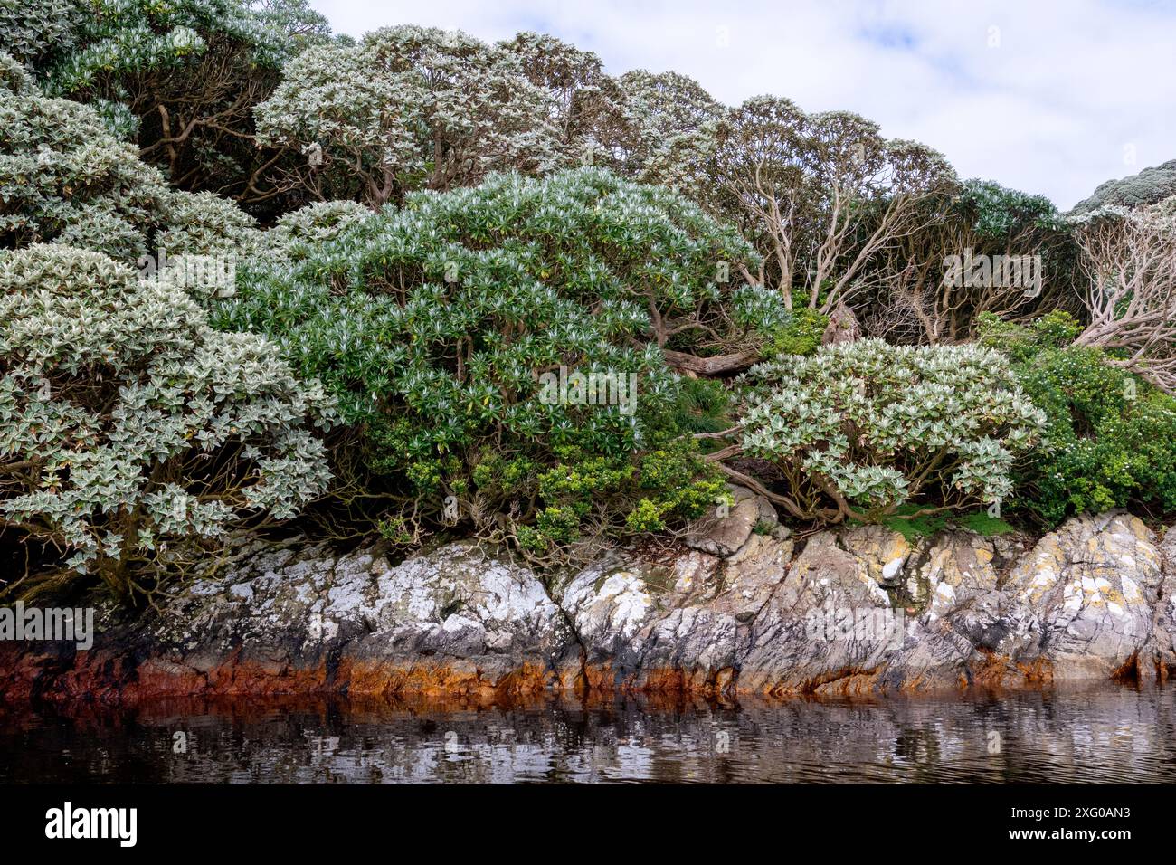 Temperate rainforest landscape on the Snares Islands Stock Photo - Alamy