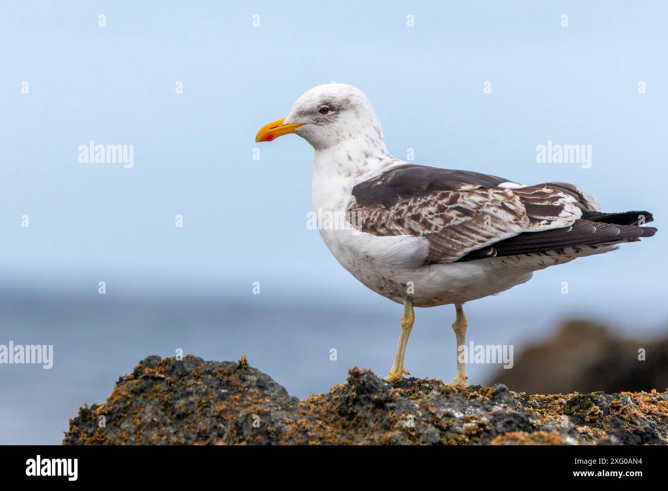 Subadult Kelp gull (Larus dominicanus) on rock on Macquarie Island ...