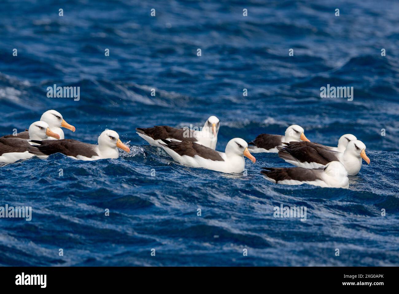 Group of Campbell's albatross (Thalassarche impavida) swimming near ...