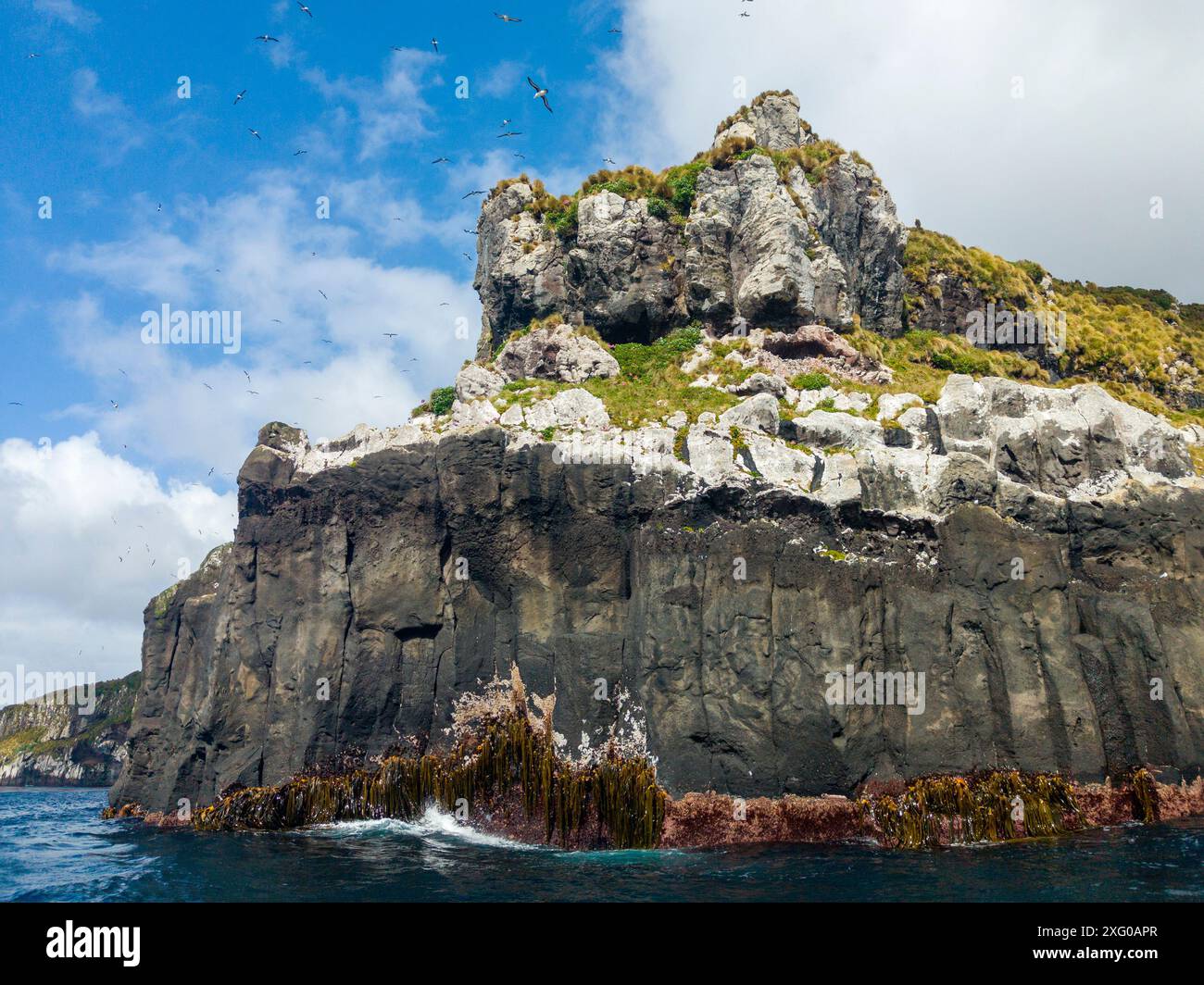 Group of Campbell's albatross (Thalassarche impavida) in flight over ...