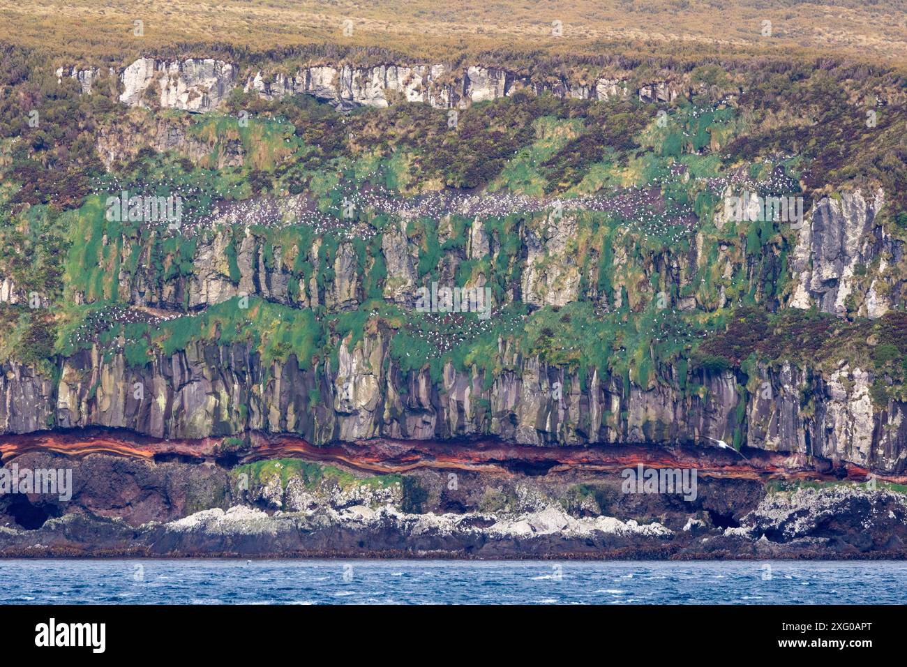 Colony of Campbell's Albatross (Thalassarche impavida) on Campbell ...