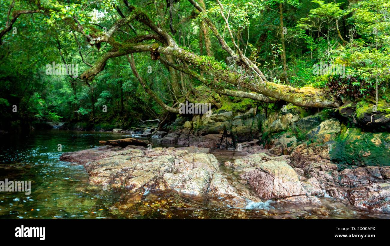 Temperate rainforest landscape in the Dusky Sound of Fiordland National ...