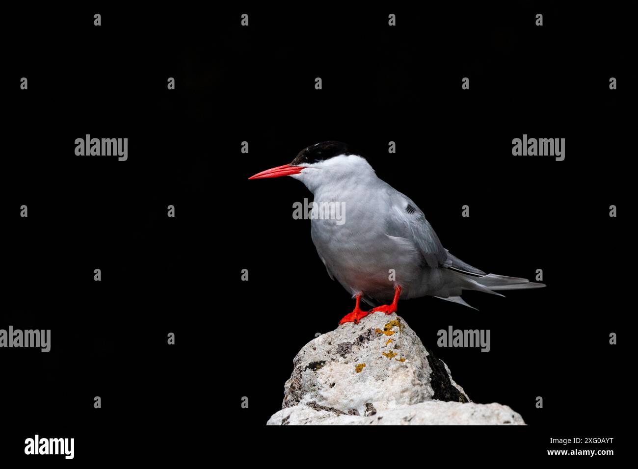 Adult Antarctic tern (Sterna vittata) on a rock on Campbell Island ...
