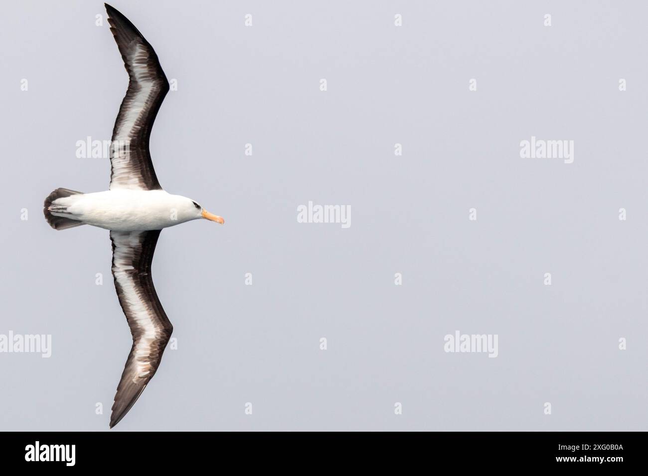 Adult Campbell's albatross (Thalassarche impavida) in flight near ...