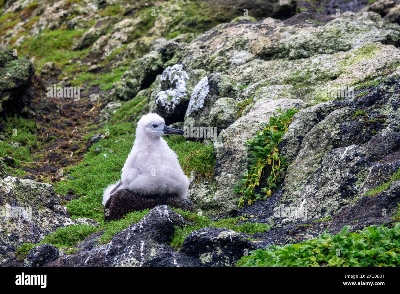 Campbell's Albatross (Thalassarche impavida) chick at nest on Campbell ...