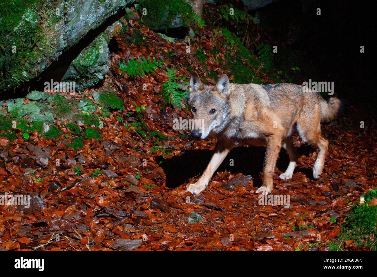 European Wolf (Canis lupus lupus) walking at night on a path with some ...